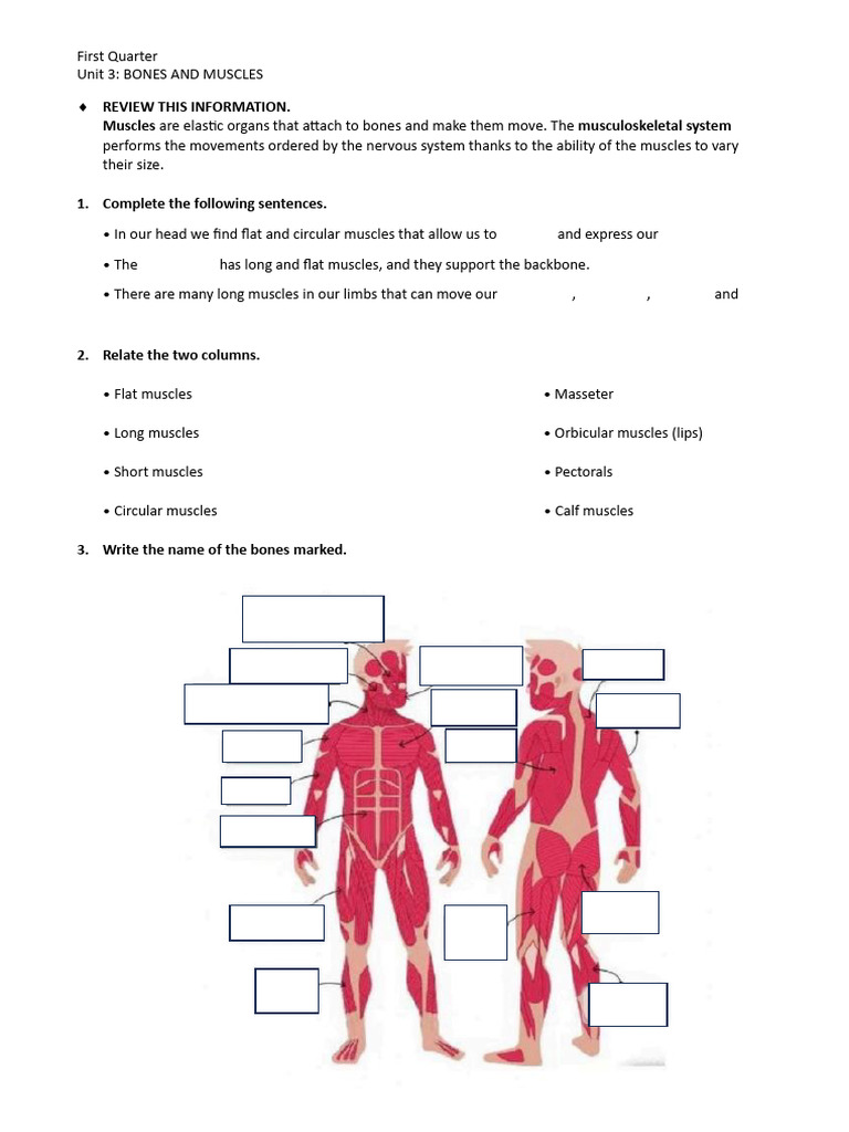Ficha Musculos | PDF