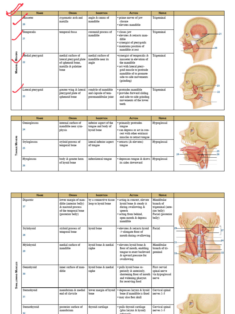 All Muscles of The Body Tabulated (Anatomy Decoded YouTube) | PDF ...