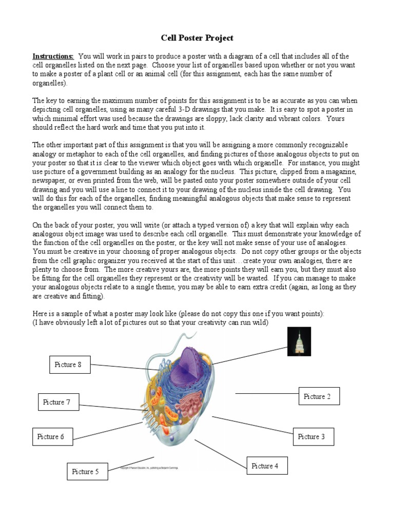 Cell Poster Project | PDF | Cytoplasm | Endoplasmic Reticulum