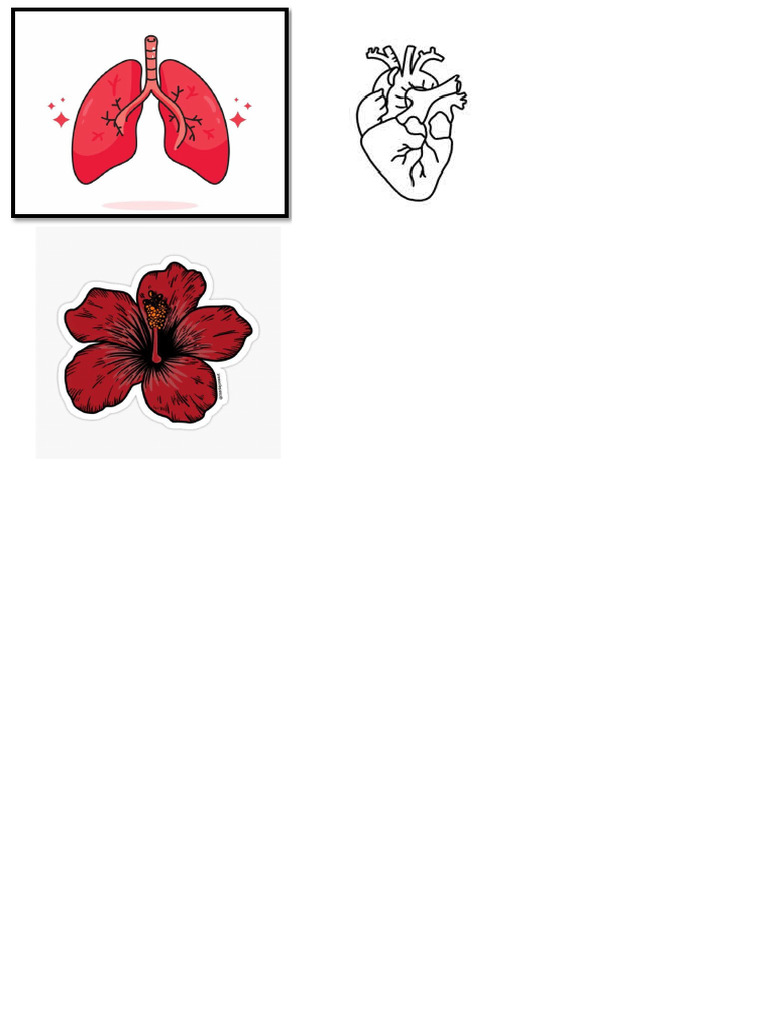 anatomias carap | PDF