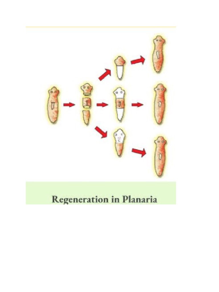 Important Diagrams | PDF