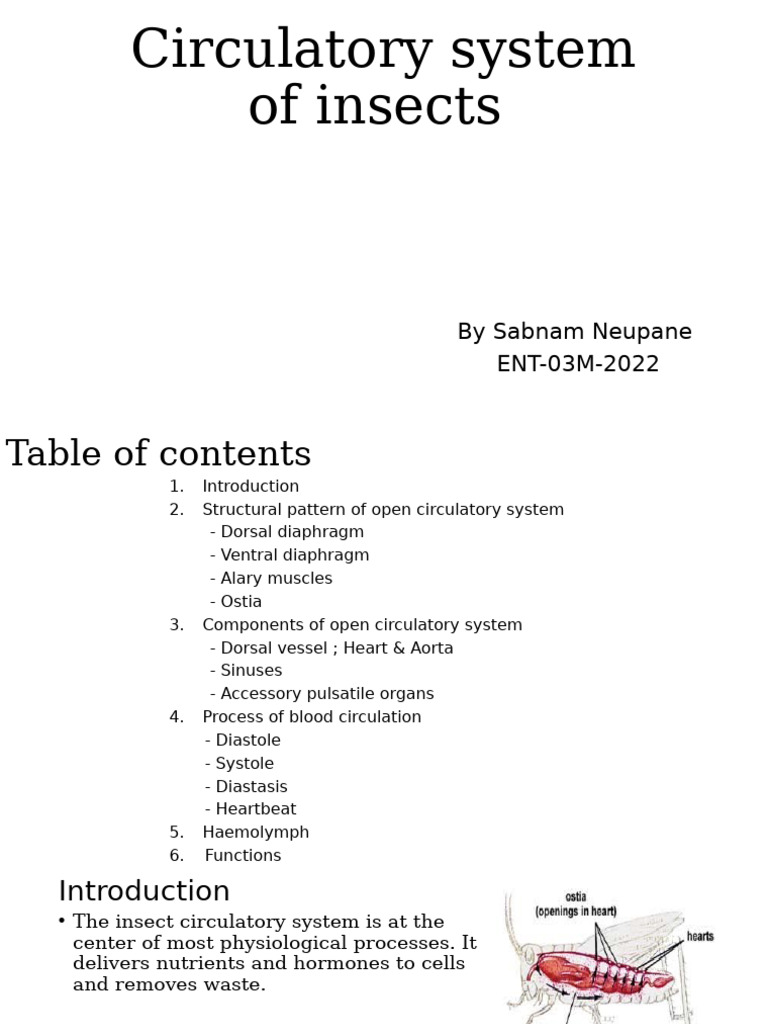 Circulatory System by Sabnam Neupane | PDF | Circulatory System | Heart