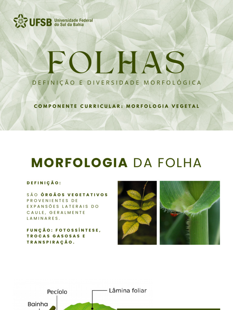 Morfologia e Filotaxia das Folhas | PDF | Folha | Morfologia vegetal