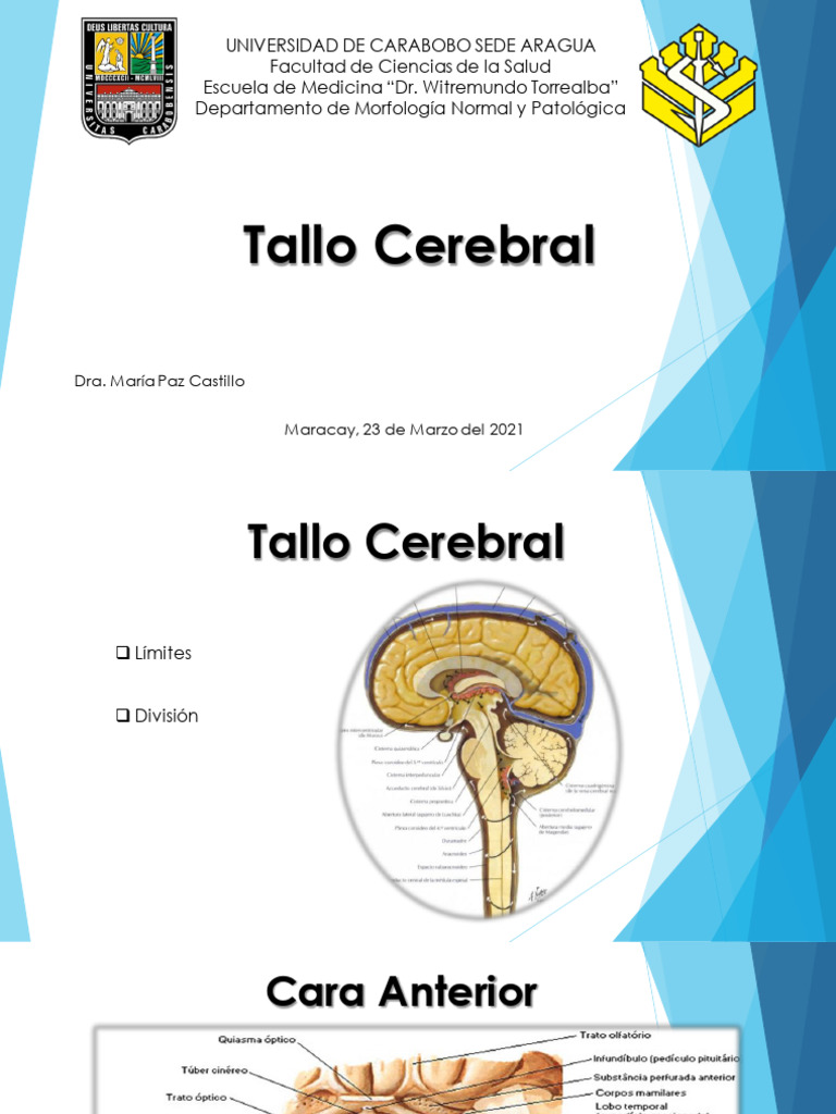 Tallo Cerebral | PDF