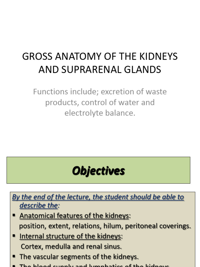 GROSS ANATOMY OF THE KIDNEYS AND SUPRARENAL GLANDS | PDF | Kidney | Aorta