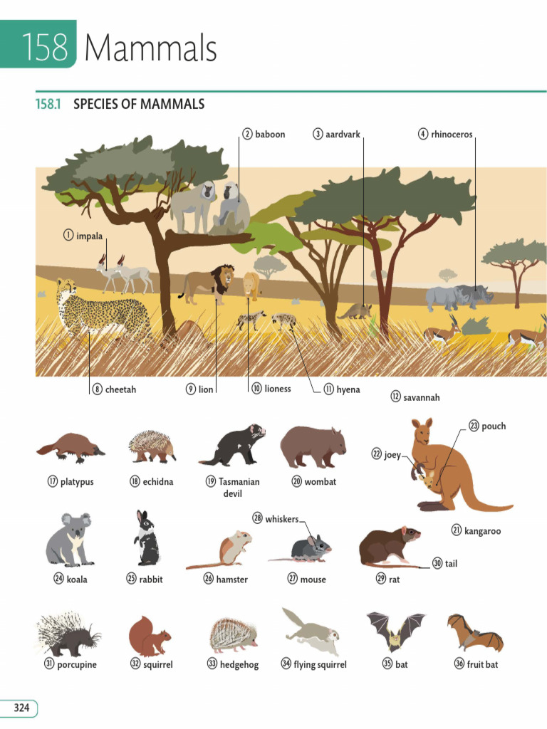 Comprehensive Guide to Mammals | PDF | Frog | Whales