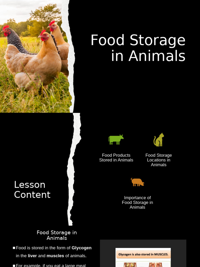 Food Storage in Animals | PDF | Glycogen | Glucose