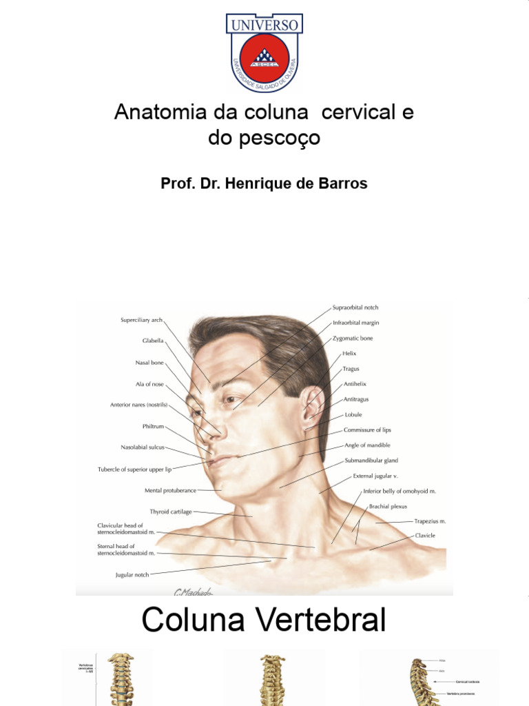 Anatomia da Coluna Cervical e Pescoço | PDF | Osso | Tecido (Biologia)