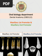 13 - Maxillary 2. Molar | PDF | Dental Anatomy | Tooth