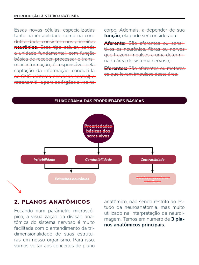 Introdução à Neuroanatomia Básica | PDF | Sistema nervoso central ...