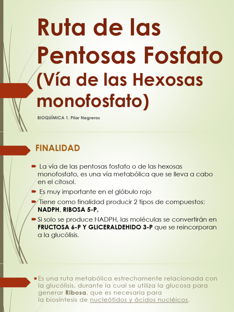 16. Ruta de las pentosas fosfato | PDF | Nicotinamida Adenina Dinucleótido Fosfato | Metabolismo