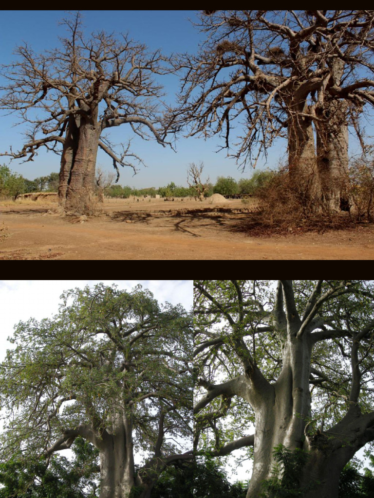 Bienfaits et vertus du baobab | PDF