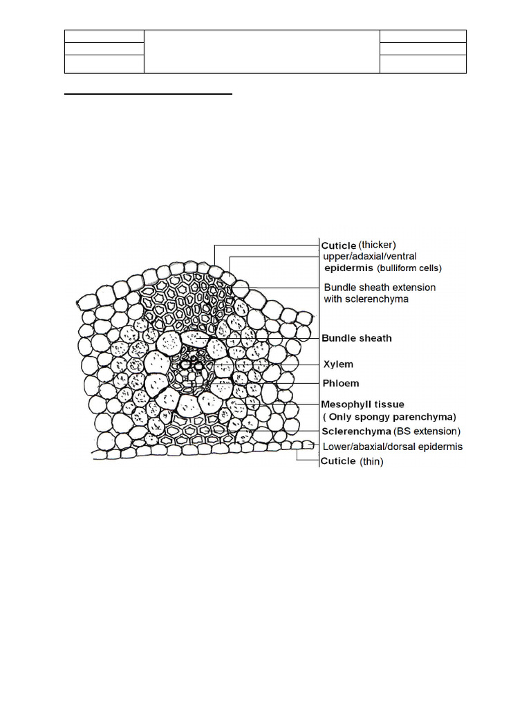 Worksheet of Leaf Anatomy | PDF | Stoma | Leaf