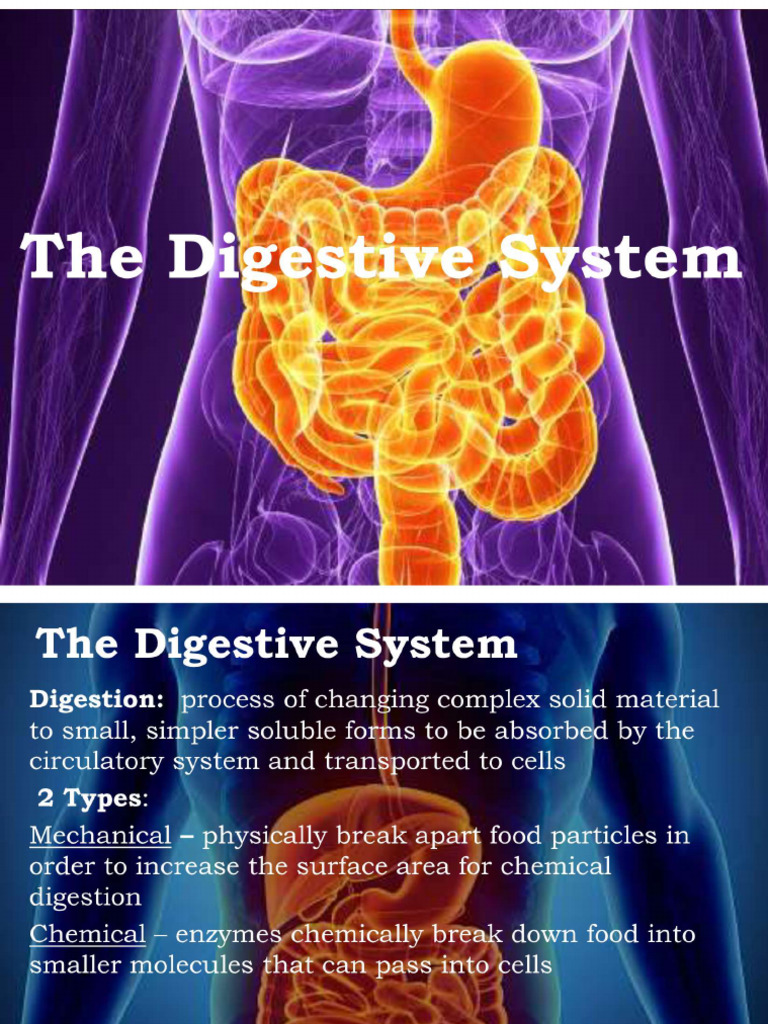Digestive System - Compressed | PDF | Small Intestine | Stomach