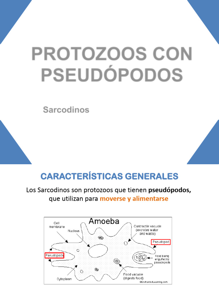 Protozoos Sarcodinos y Amebas Parásitas | PDF | Biología | Organismos