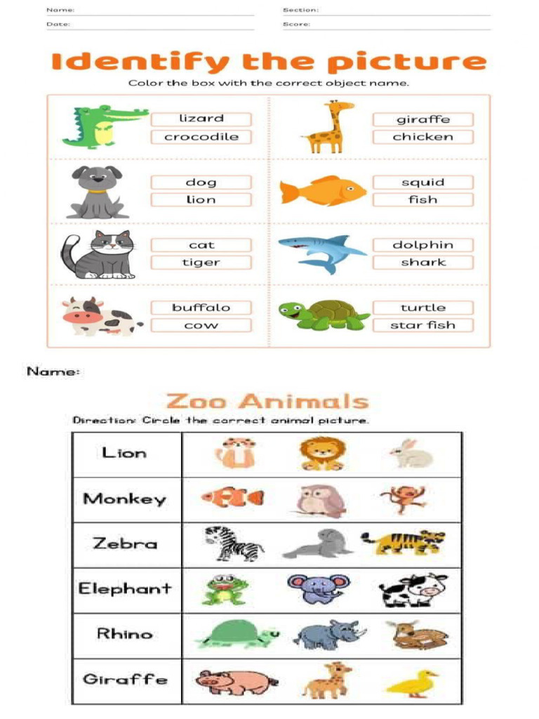 Identifying Animals Activity | PDF