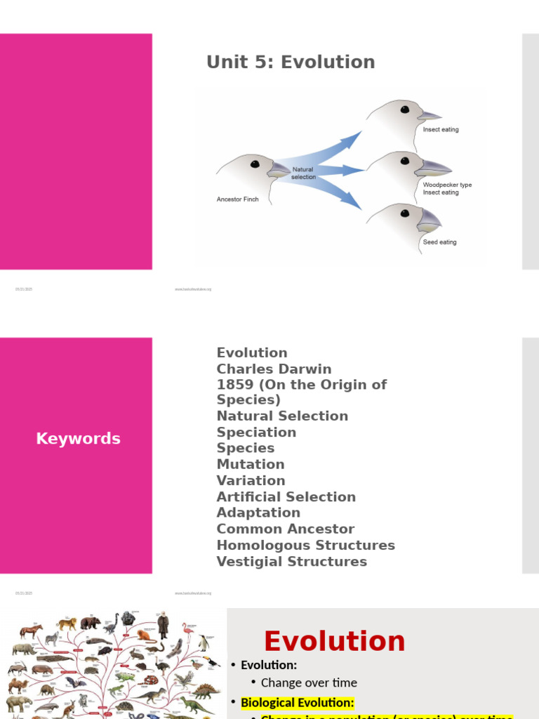 Understanding Evolution and Natural Selection | PDF | Natural Selection ...