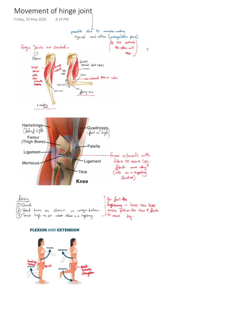 Movement of Hinge Joint | PDF