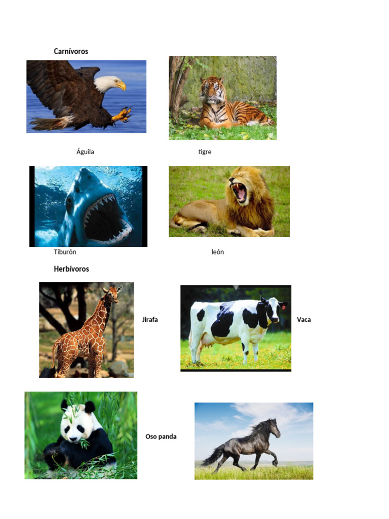 Animales: Carnívoros, Herbívoros y Omnívoros | PDF