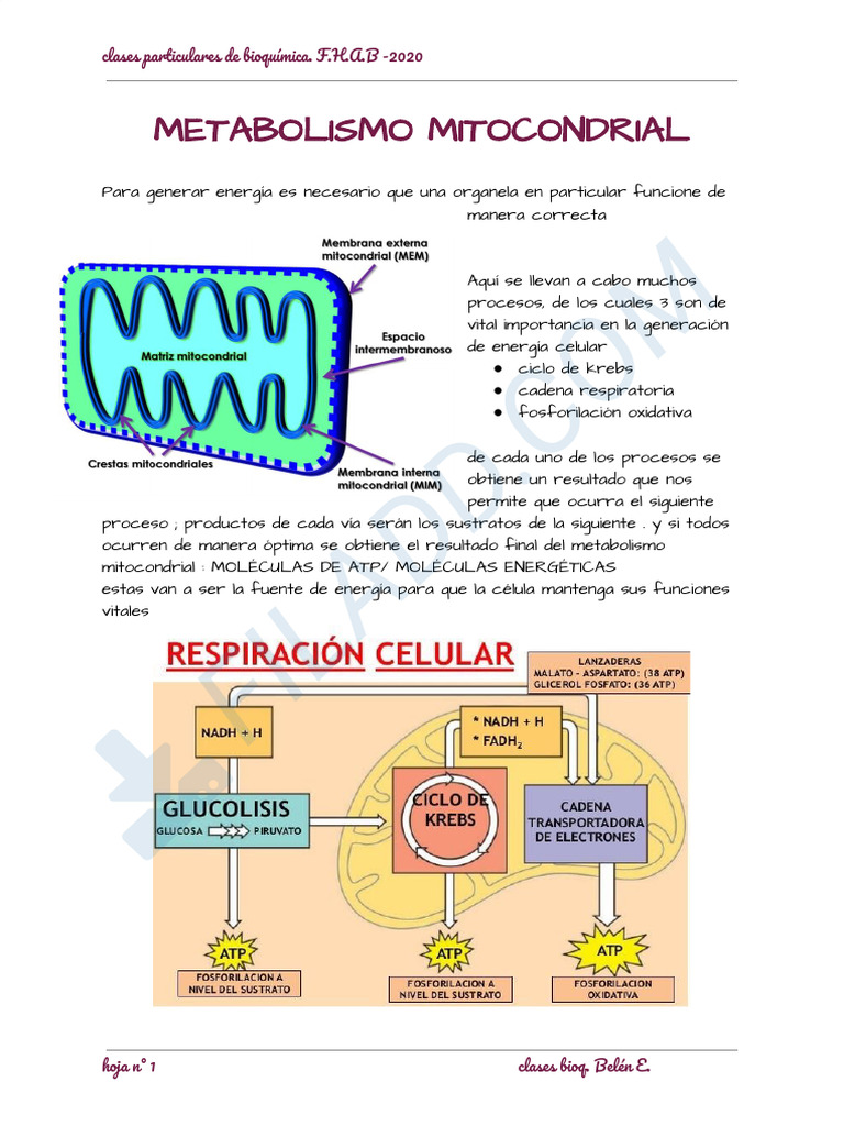 CLASE N9 - MTB MITOCONDIRAL - Ciclo de Krebs 2 | PDF | Ciclo del ácido cítrico | Química