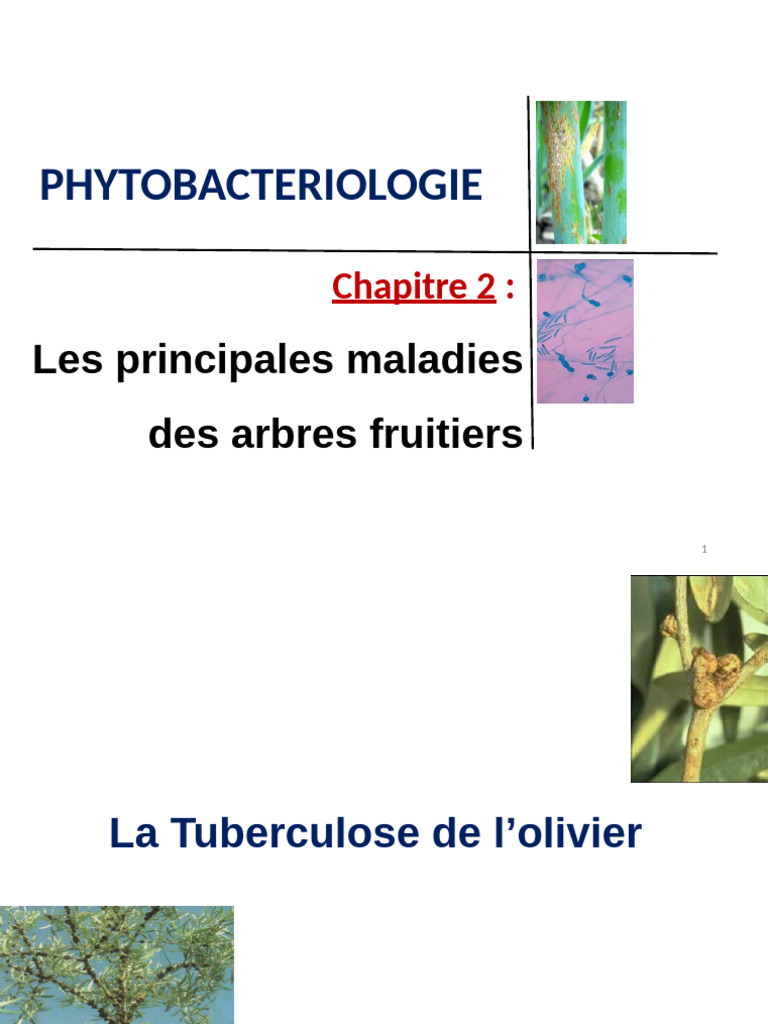 Chapitre 2 Maladies Des Arbres Fruitiers | PDF | Plasmide | Bactérie