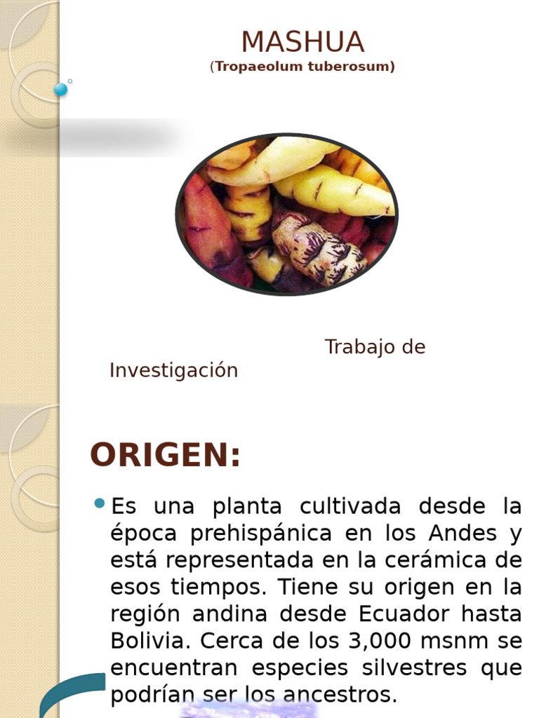 Propiedades y Usos de la Mashua | PDF