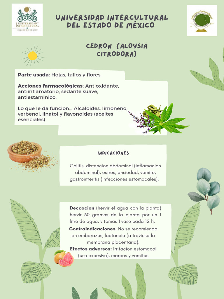 Cedron Planta Medicinal | PDF
