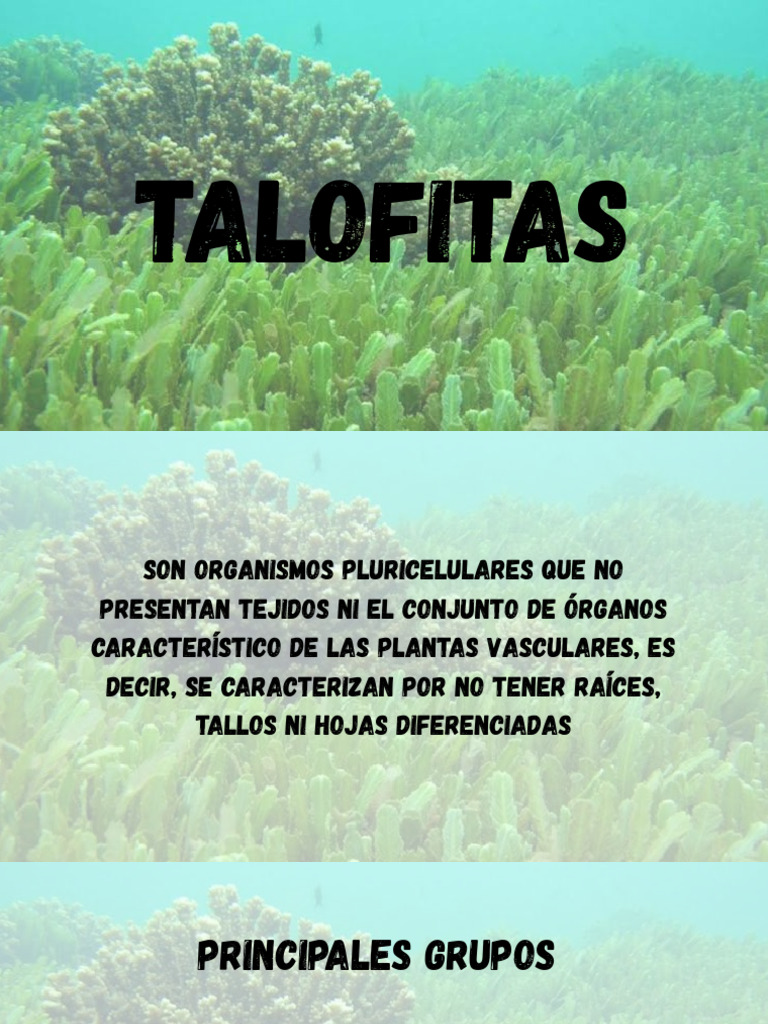 Talofitas PDF | PDF