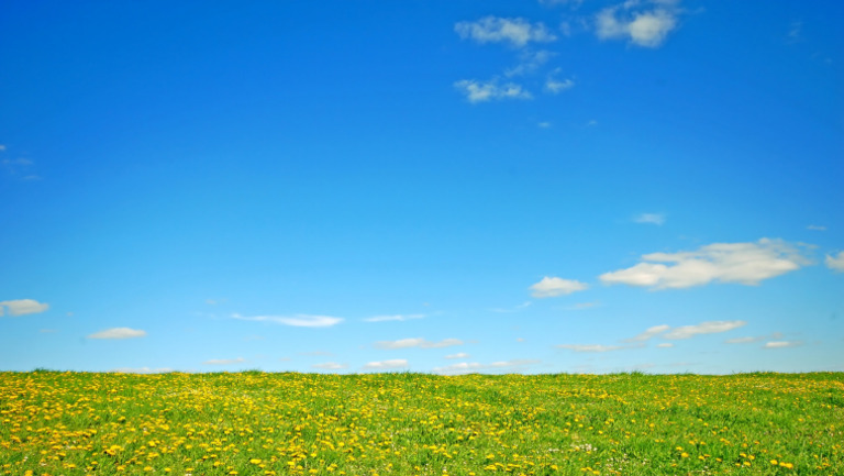 Field With Yellow Flowers and The Blue Sky | PDF
