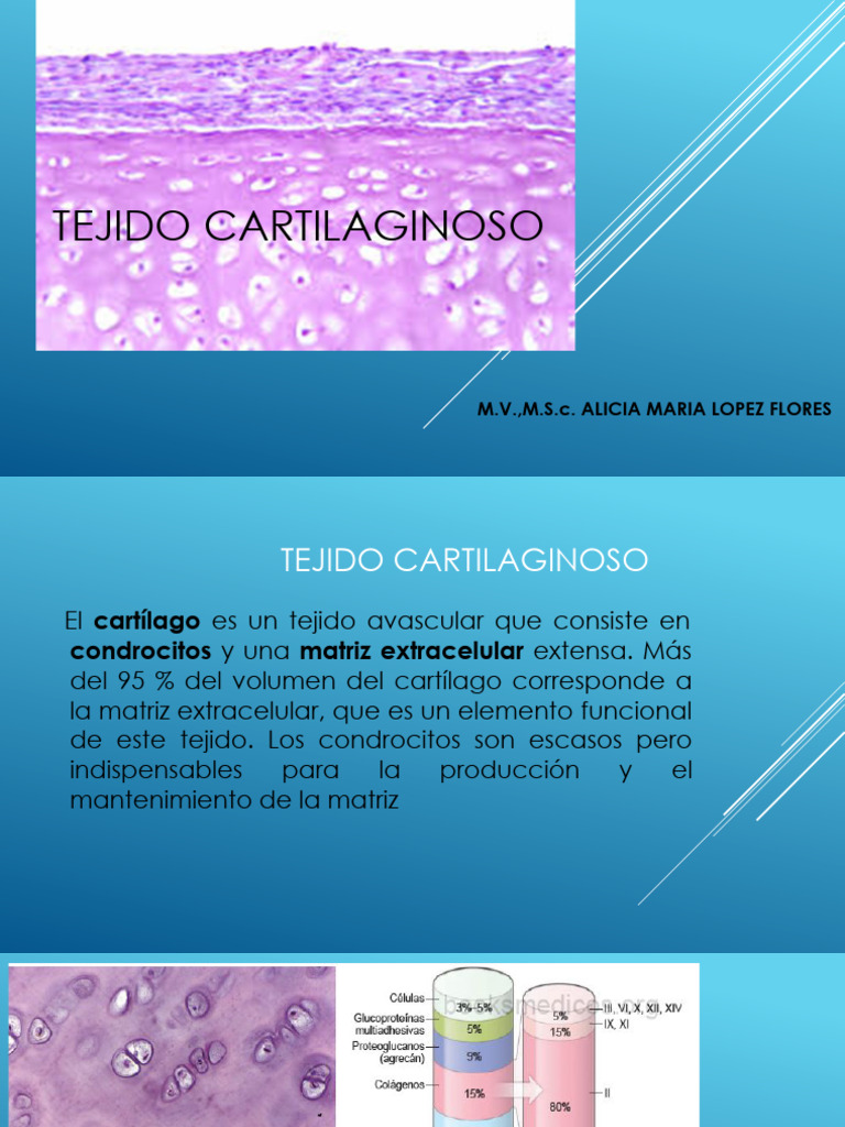 Tejido Cartilago PDF | PDF | Cartílago | La matriz extracelular