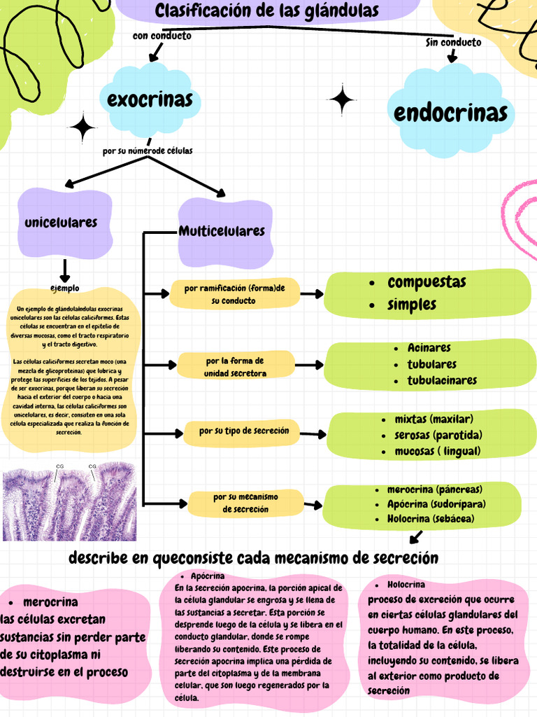 Documento A4 Mapa Conceptual Creativo Colorido PDF | PDF | Secreción ...