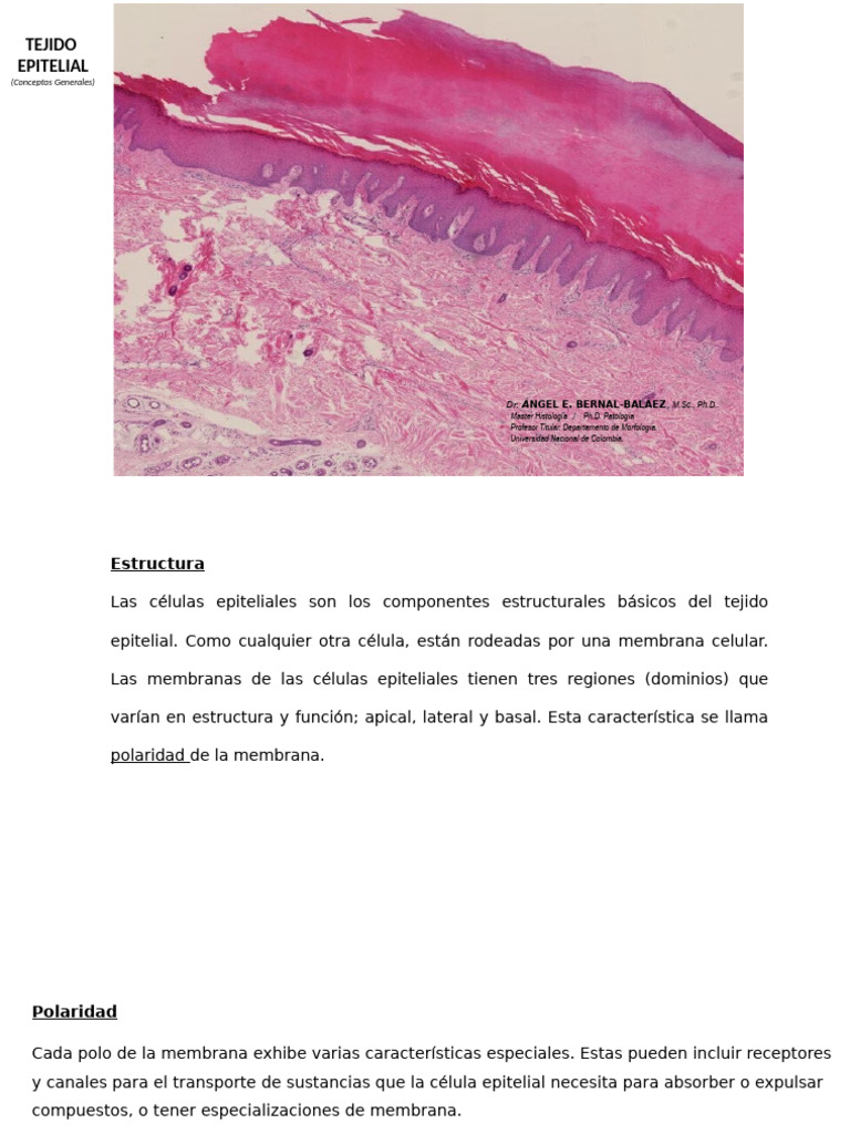 TEJIDO EPITELIAL - Generalidades | PDF | Epitelio | Biología Celular)