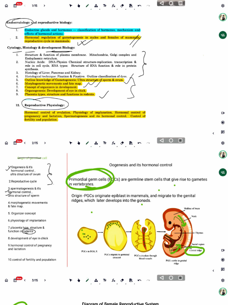 Handout - Oogenesis & Reproductive Cycle | PDF | Biological Processes ...