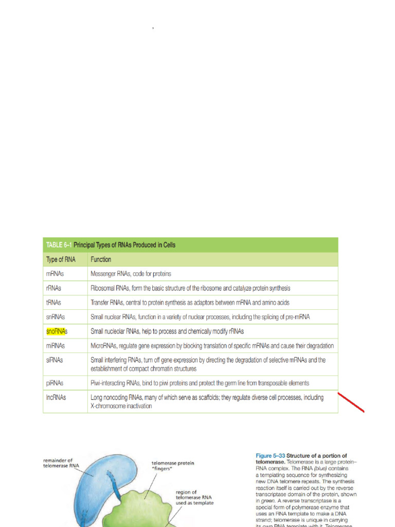 Non coding RNA | PDF