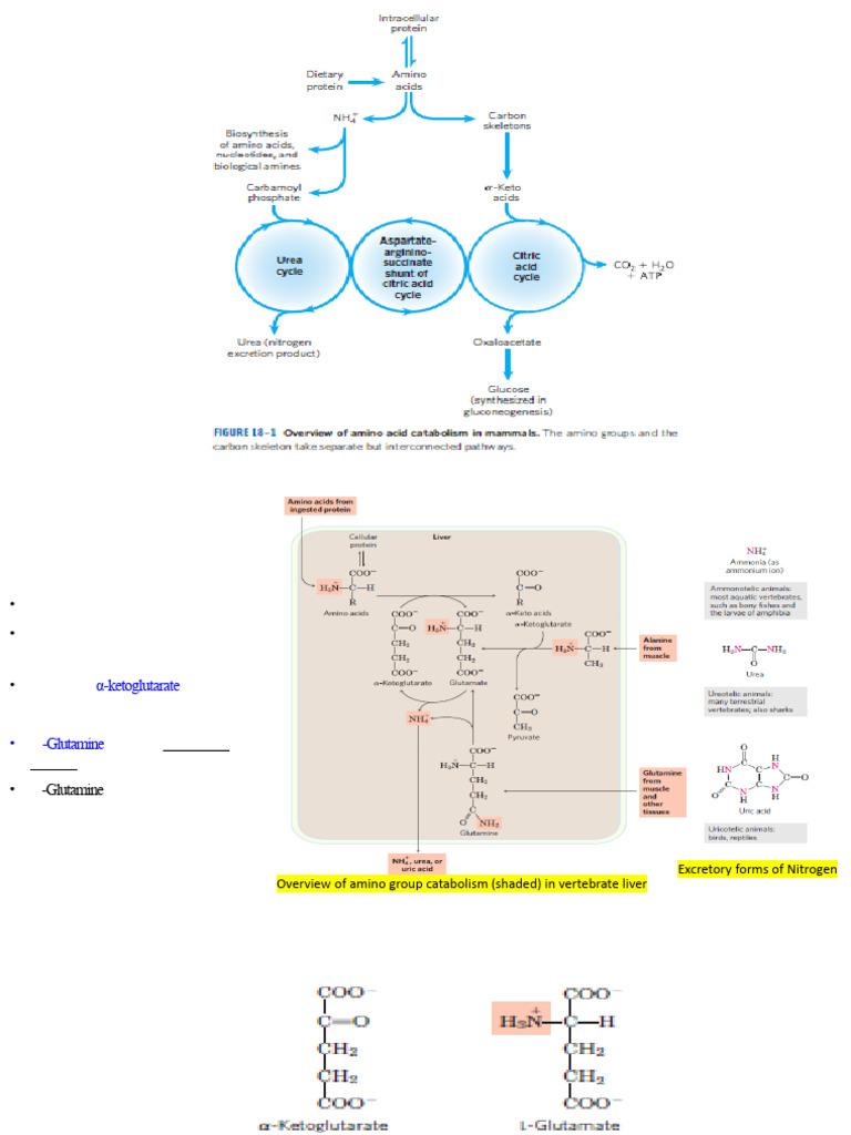 Amino Group Metabolism and Urea Cycle | PDF | Amino Acid | Biosynthesis