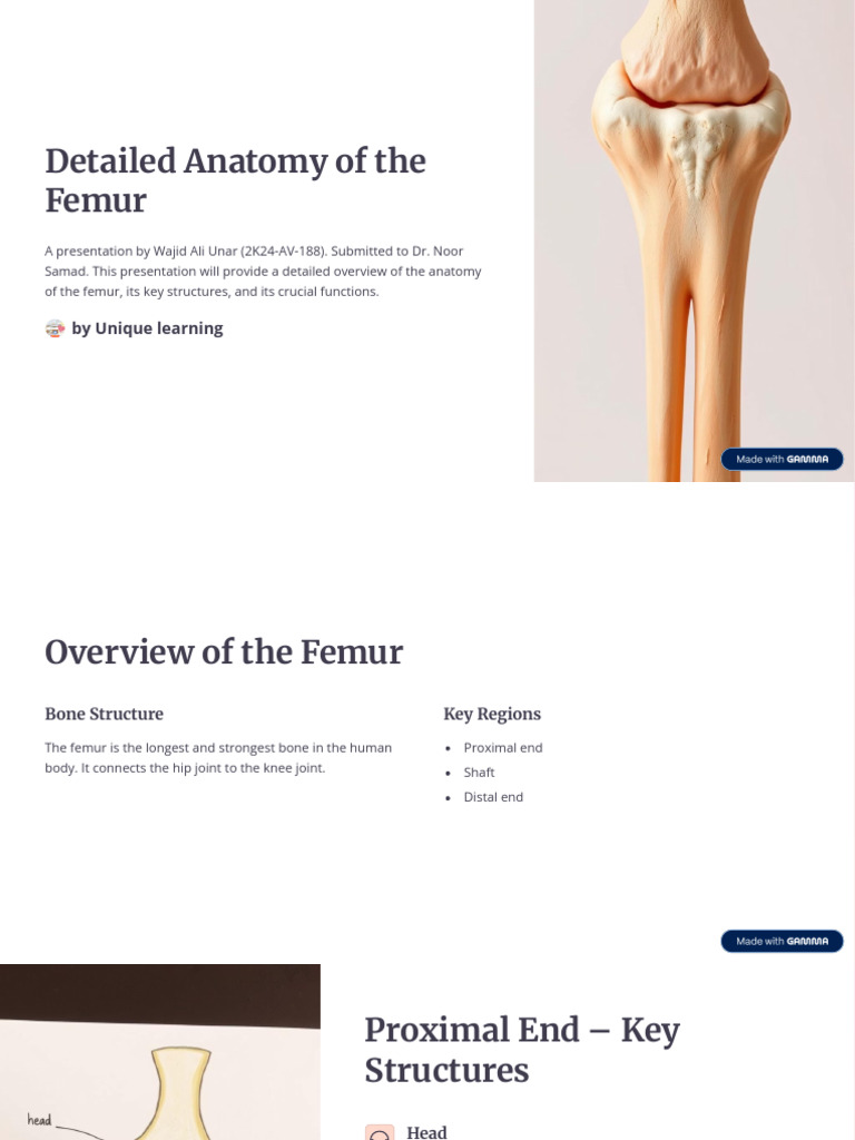 Anatomy and Functions of the Femur | PDF | Limbs (Anatomy) | Lower Limb ...