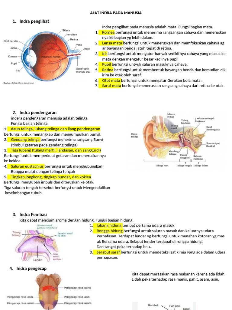 Alat Indra Pada Manusia | PDF