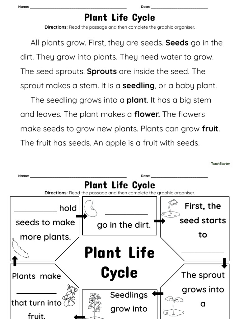 Plant Life Cycle Passageand Graphic Organiser Adobe Reader | PDF | Seed ...