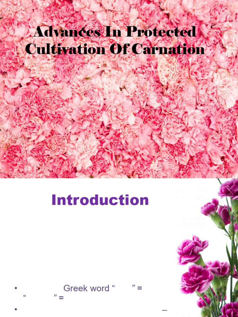 Advances in Protected Cultivation of Carnation | PDF | Flowers | Leaf