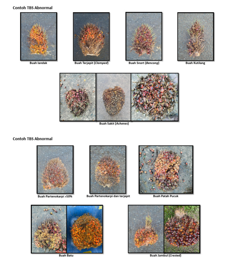 Contoh TBS Abnormal | PDF
