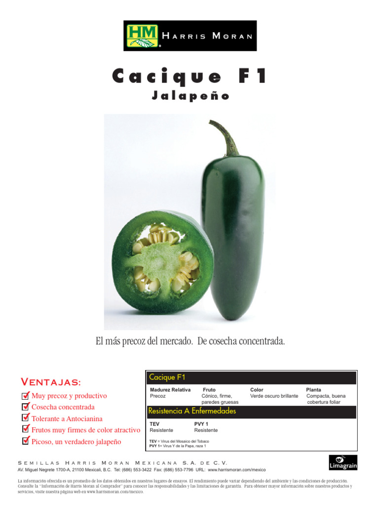 Cacique | PDF