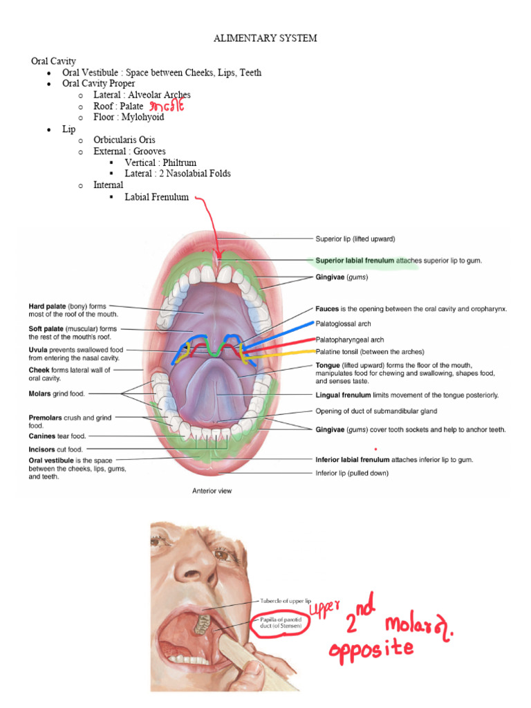 5. Alimentary System Notes | PDF | Tongue | Abdomen