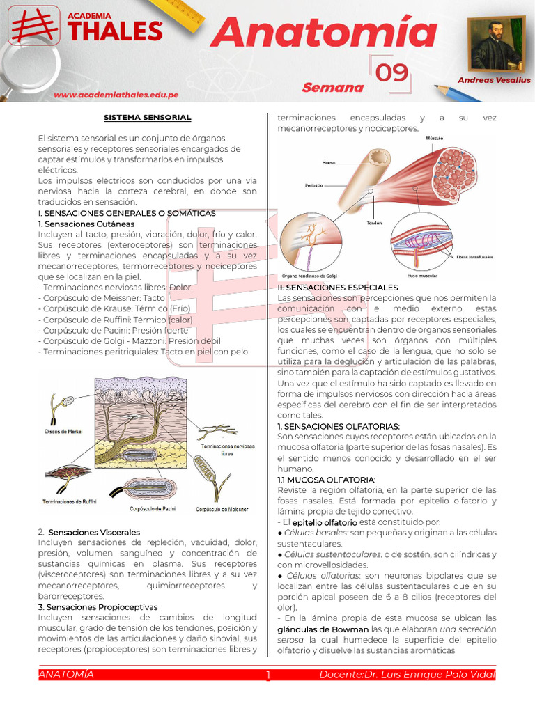 ANATO 09 - SISTEMA SENSORIAL | PDF | Oído | Ojo humano