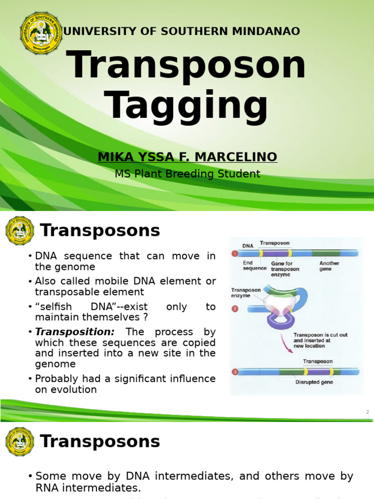 Transposon Tagging & Chloroplast Transformation | PDF | Transposable Element | Chloroplast