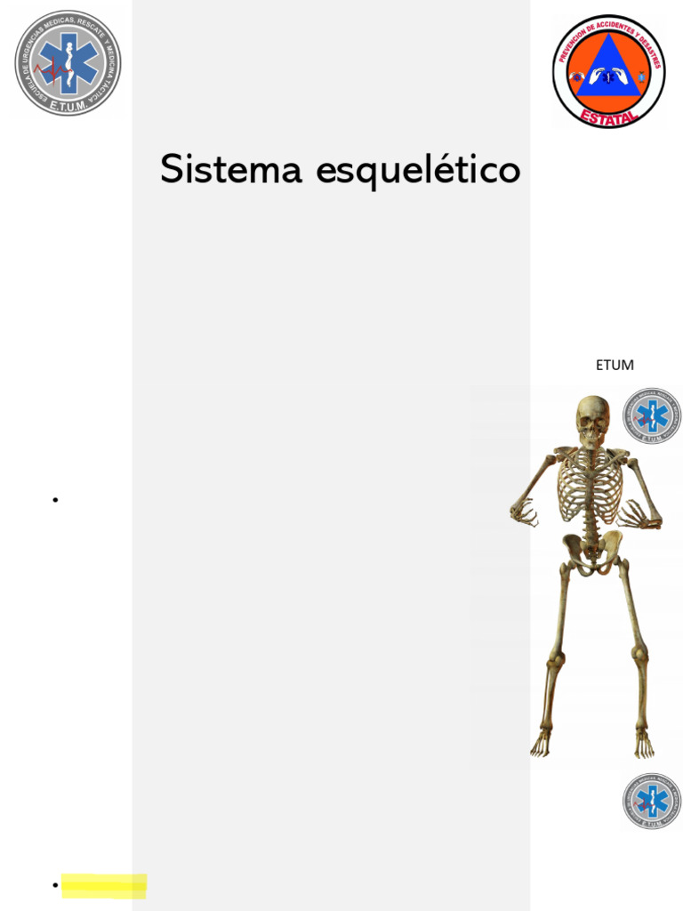2da Clase. Sistema Esquelético, Muscular y Articular 2023 | PDF ...