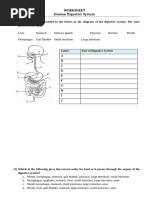 Human Digestive System Worksheet | PDF | Human Digestive System | Stomach