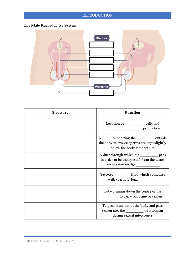 Reproduction Part 2 | PDF | Human Reproduction | Biology
