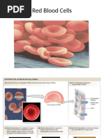 Adaptations of The Red Blood Cells | PDF
