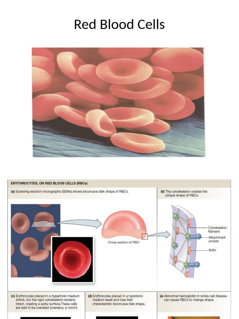 Red Blood Cells MBBS 1st Year | PDF | Hemoglobin | Red Blood Cell