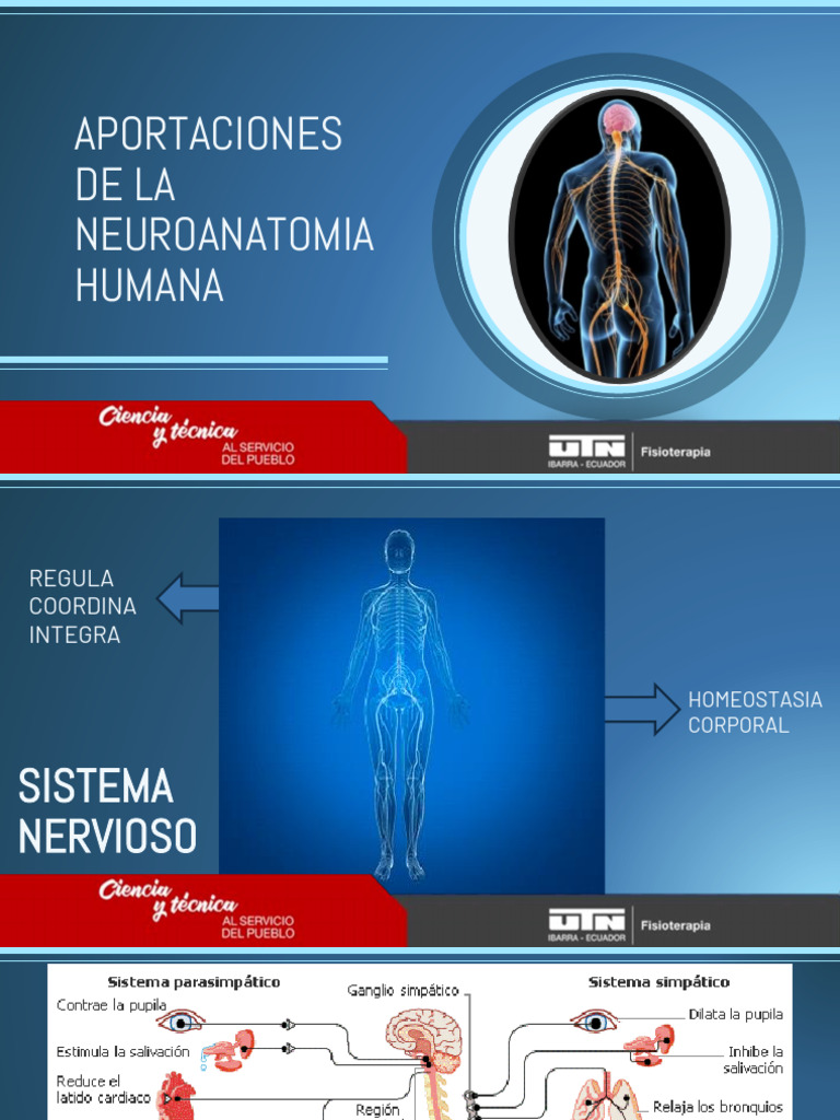 Aportaciones de la Neuroanatomía Humana | PDF | Cerebro | Escuchando